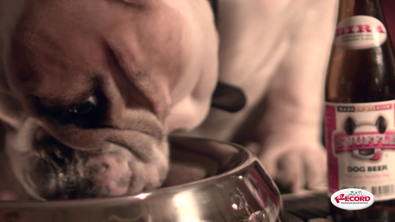 La bevanda per cani fresca e spiritosa